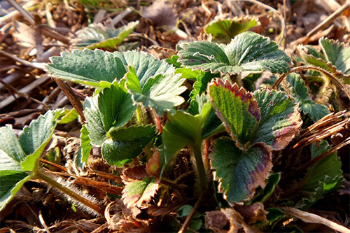 TrusApka - Katalog zagrożeń